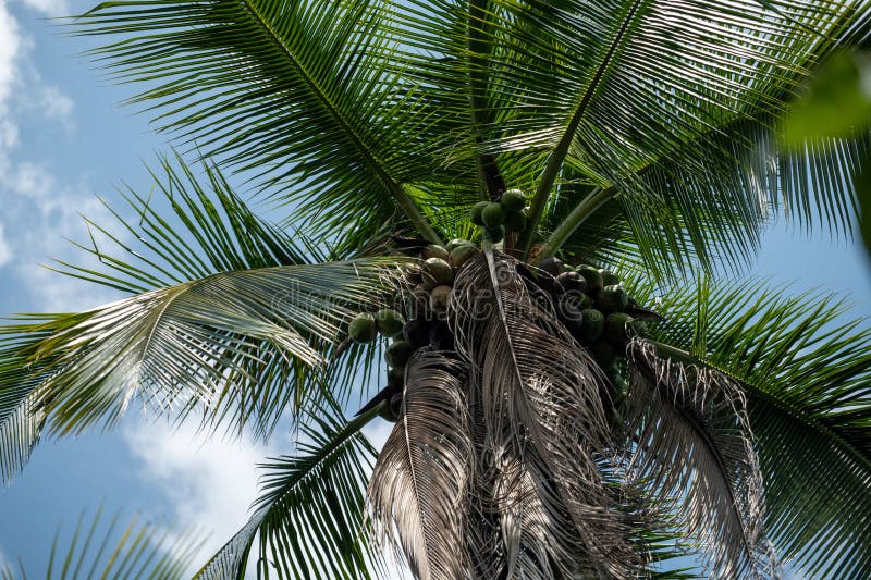 Green Coconuts Growing on a Tree Stock Photo - Image of green, sunny ...