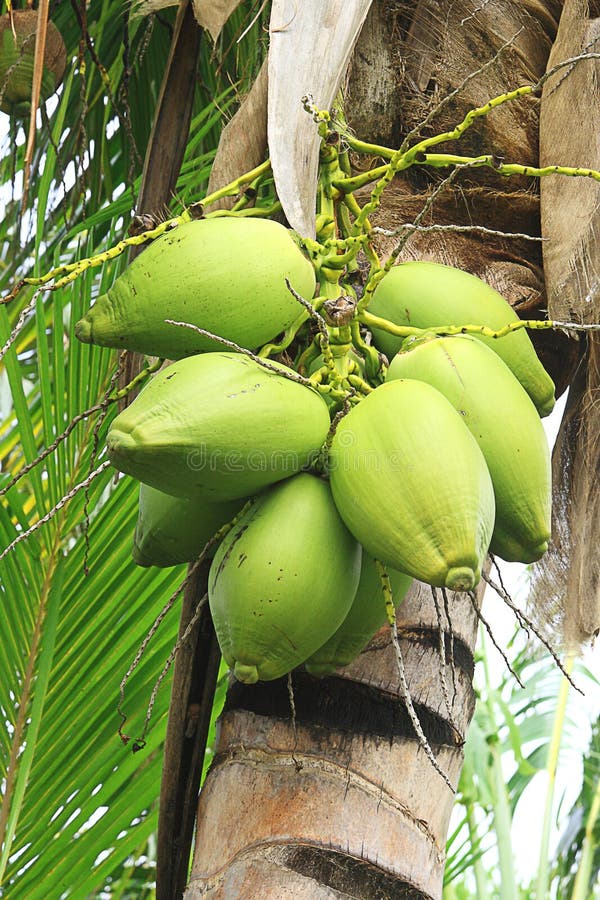 Green coconuts stock image. Image of coconuts, outdoor - 39042347