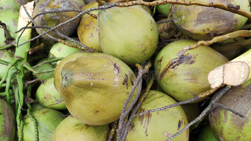Green Coconuts are Ready To Sell Stock Photo - Image of tropical, juice ...