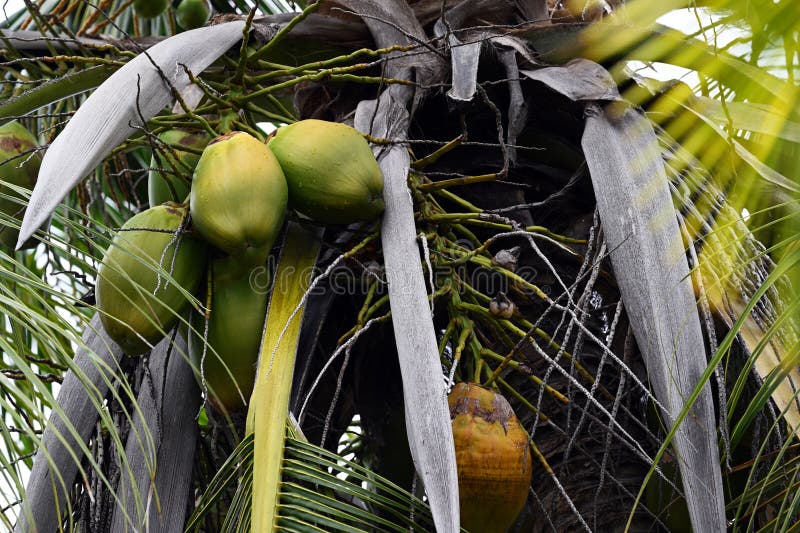Green Coconuts at the Top of a Palm Tree Stock Photo - Image of growing ...