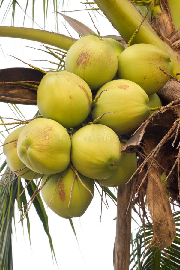 Green coconuts on tree stock image. Image of fruit, green - 34366305