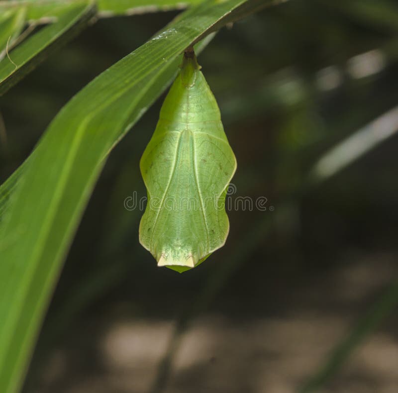 Green Cocoon stock photo. Image of insect, metamorphosis - 55820962