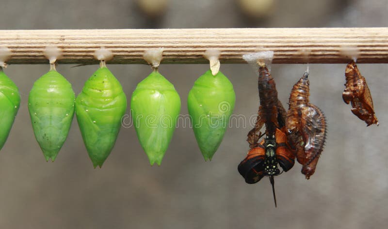 Green cocoons stock image. Image of tropical, color, cocoon - 8889207