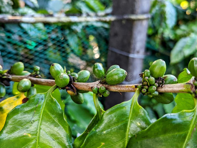 Green Coffee Bean Plant in La Fortuna Costa Rica Stock Photo - Image of ...