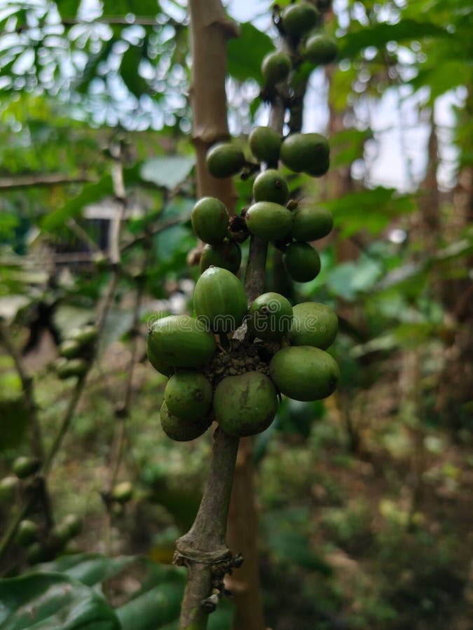 A Green Coffee Bean Stalk Looks Elegant on the Tree Stock Photo - Image ...