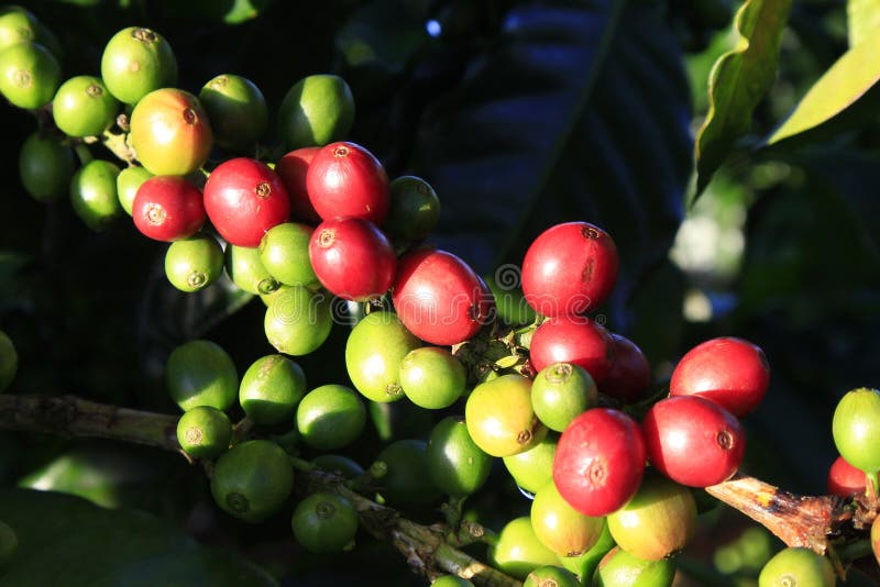 Green Coffee Bean on Coffee Tree Stock Image - Image of cultivate ...