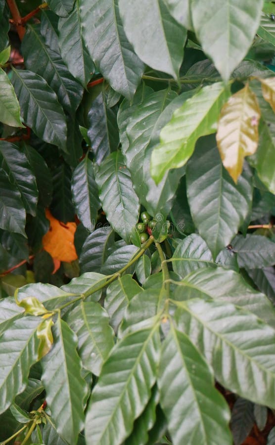 Green Coffee Bean stock image. Image of coffee, indonesia - 89348549