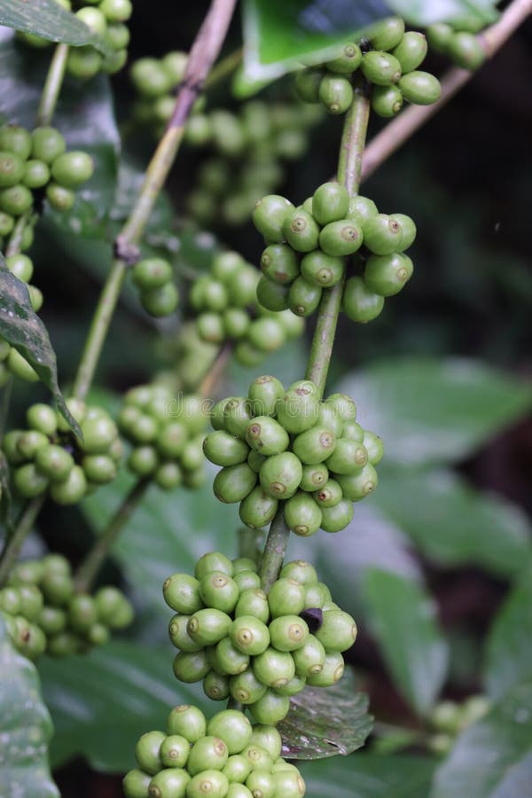 Green Coffee Beans in Branches of Robusta Coffee Plant Close Up Stock ...