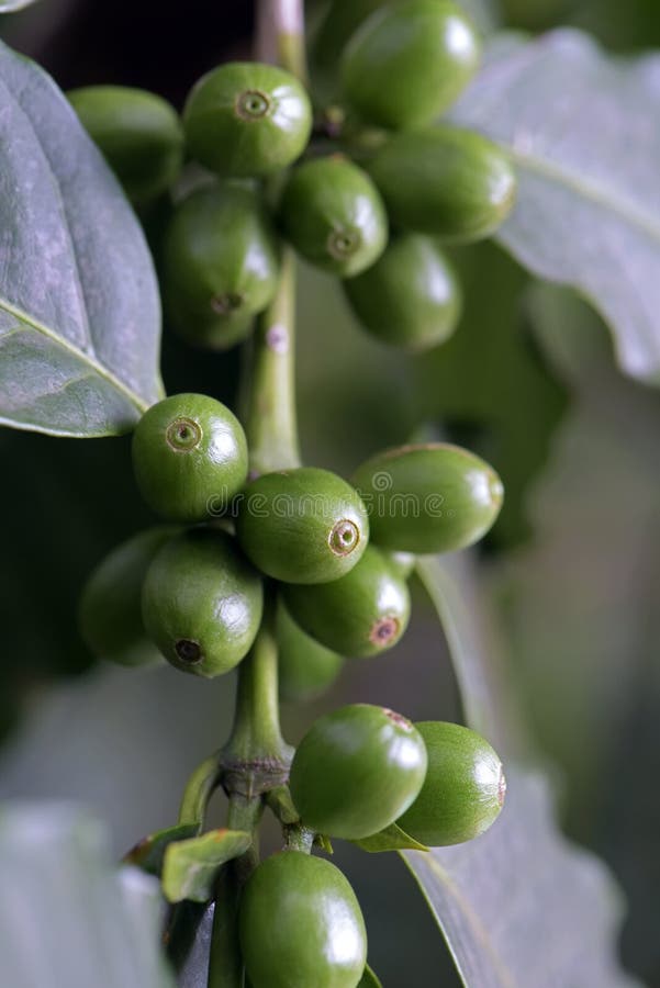 Green Coffee Beans in the Coffee Tree Stock Image - Image of drink ...