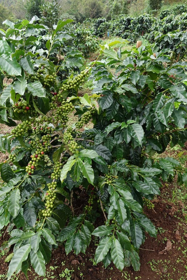 Green coffee beans stock image. Image of stem, coffee - 173285407