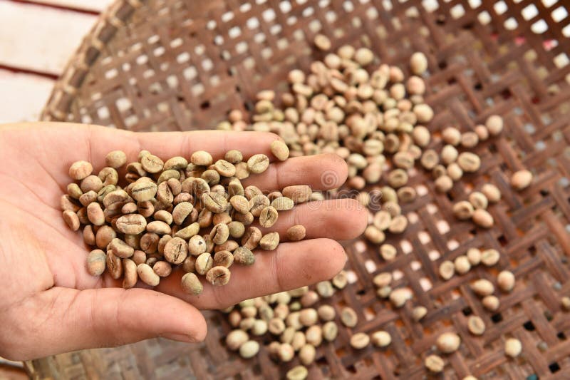 Green coffee beans in hand stock photo. Image of grain - 61333960