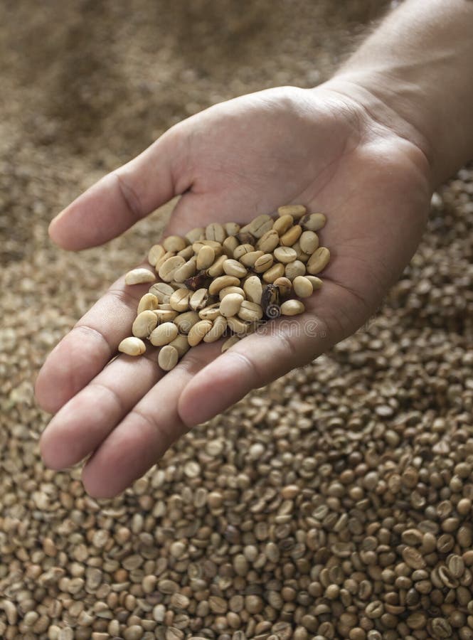 Green coffee beans stock photo. Image of food, flavor - 78791190