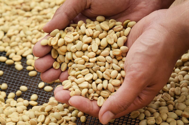 Green coffee beans in hand stock image. Image of bean - 115625113