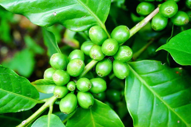 Green Coffee Beans on Plant Stock Photo - Image of leaf, plant: 77015522