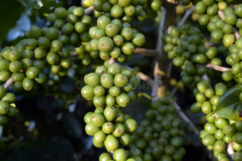 Green coffee beans stock photo. Image of branch, growing - 137278554
