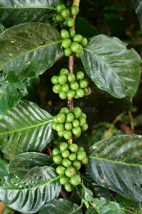 Green coffee beans stock image. Image of growth, grow - 166442881