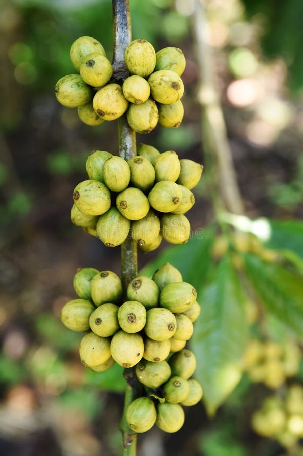 Green coffee beans on stem stock image. Image of agriculture - 61894547