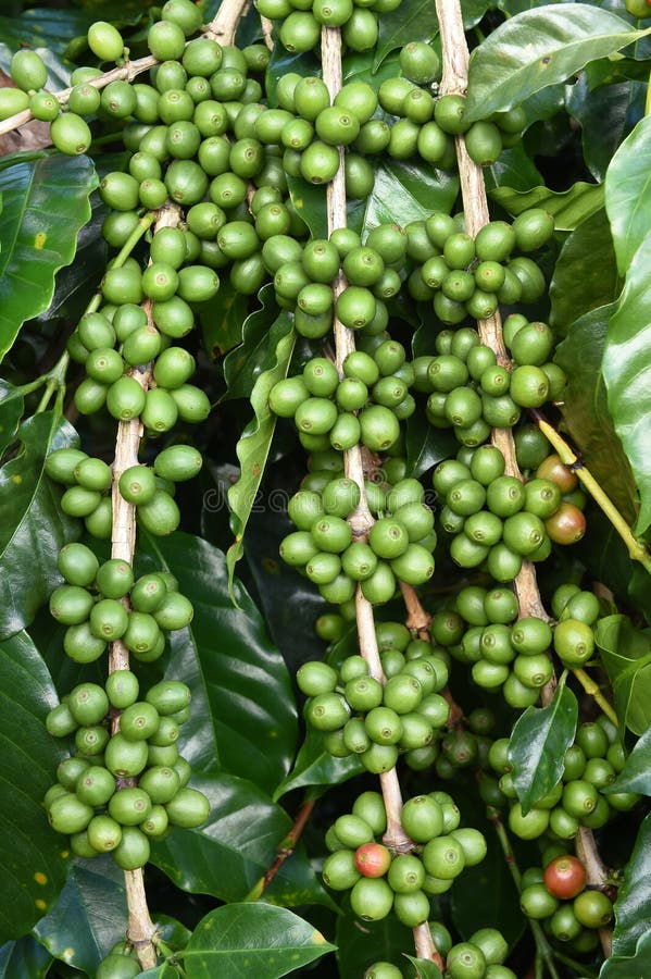 Green coffee beans on stem stock photo. Image of closeup - 63189082