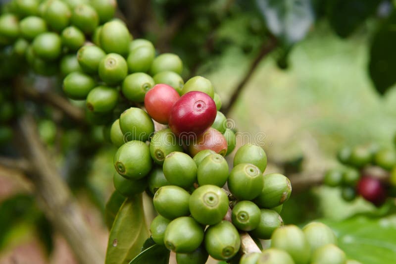 Green coffee beans on stem stock image. Image of grow - 64057955