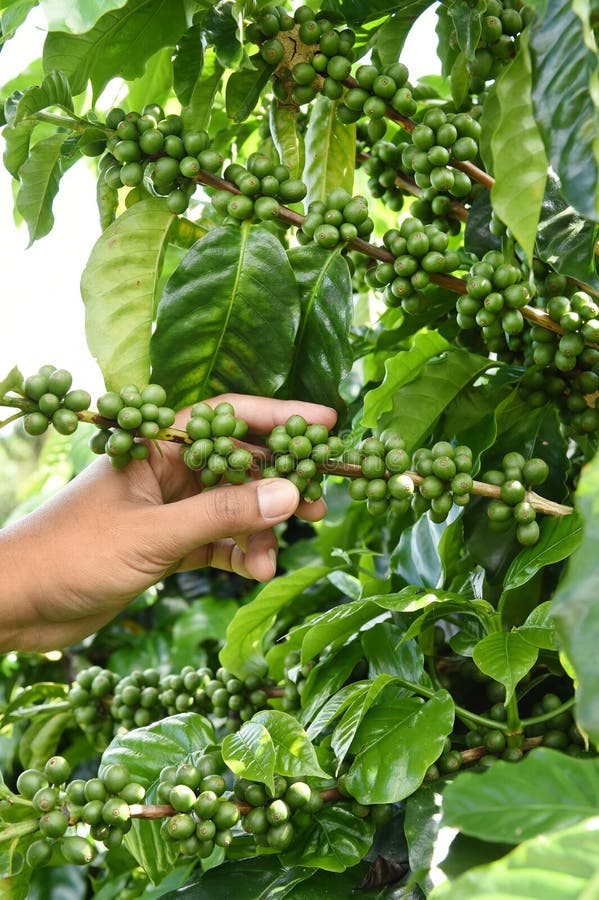 Green coffee beans stock image. Image of harvest, growing - 80236631