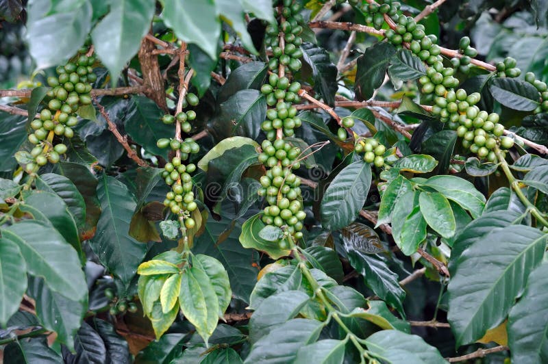Green coffee bush stock photo. Image of ripe, bean, coffee - 49919370