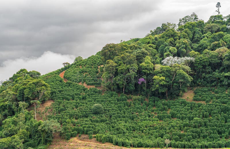 The Coffee Fields on the Edge of the Jungle-covered Mountain Stock ...