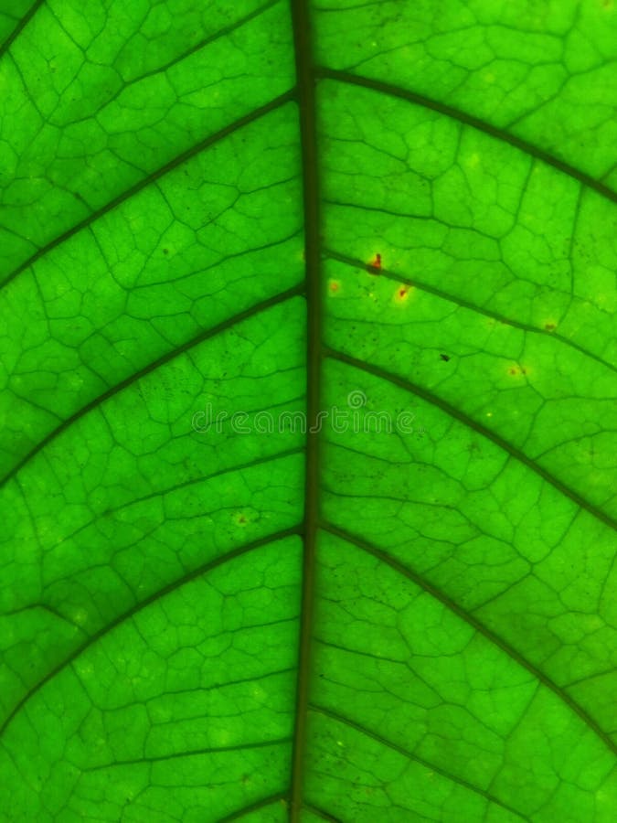 Green Coffee Leaf Texture Under the Sun Stock Photo - Image of trunk ...