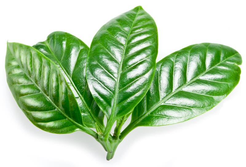 Green coffee leaves. stock photo. Image of closeup, group - 35372746
