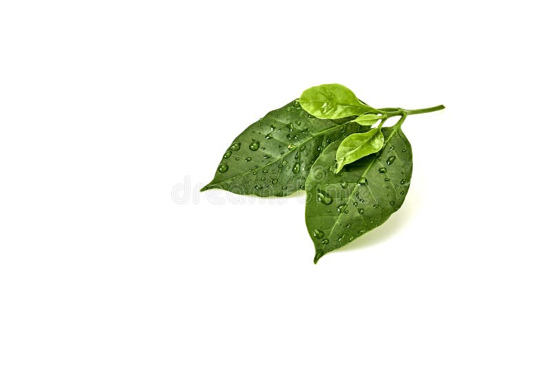 Green Coffee Leaves on White Stock Image - Image of white, foliage ...