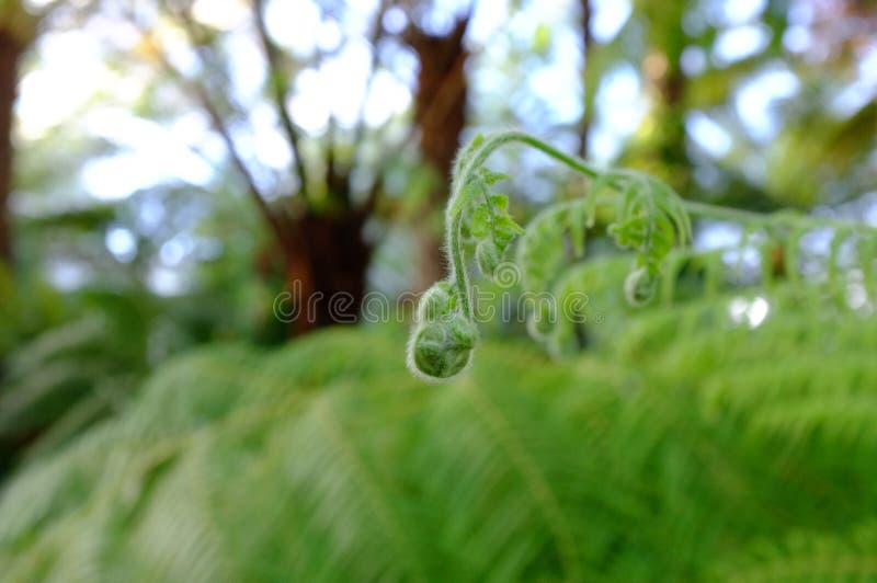 A green coiled fern leaf stock image. Image of uncurls - 275472053