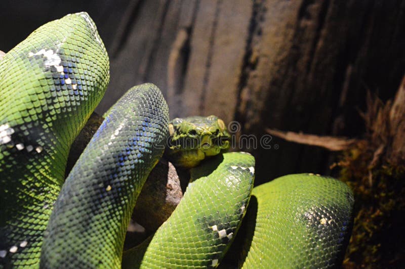 Coiled snake stock image. Image of nature, snake, wildlife - 109015377