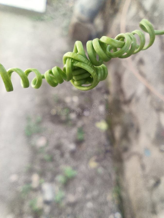 Green coiled tendril stock image. Image of green, insect - 236143735