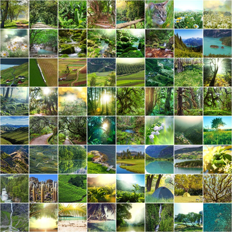 Green collage stock image. Image of abstract, environment - 19961411