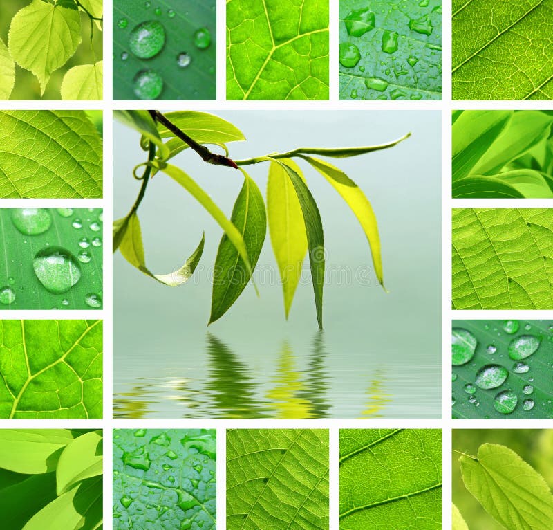 Green Collage from Leaves of Different Trees Stock Photo - Image of ...