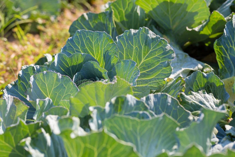 Green Collard Growing in the Garden Stock Image - Image of gardening ...