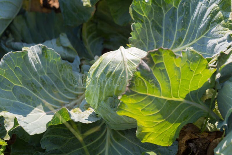 Green Collard Growing in the Garden Stock Image - Image of colorful ...
