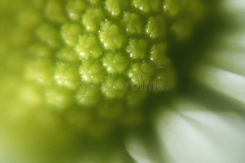 Green Color Background Abstract, Flower Macro Picture, Texture of ...
