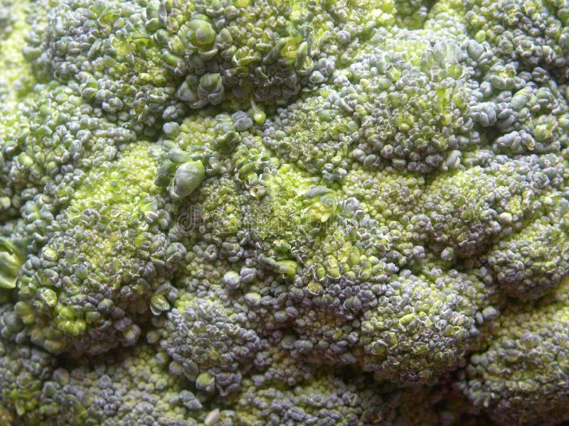 Green Color Broccoli Details Stock Photo - Image of eating, cabbage ...