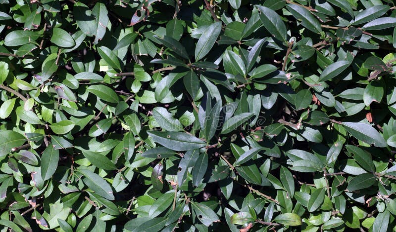 Green Color Bush Leaves Pattern. Stock Photo - Image of grass, design ...