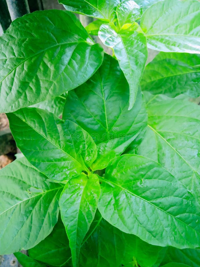 Green Color from Chili Plant Leaves Stock Image - Image of color, plant ...