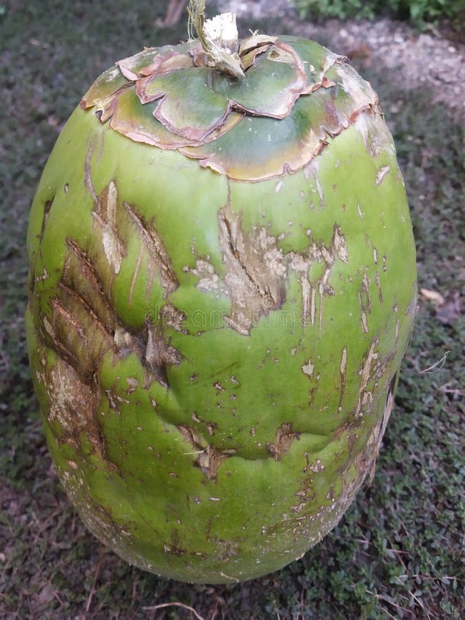Green Color Coconut Fruit stock photo. Image of herb - 183753810