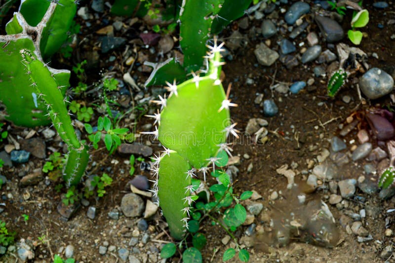 A Green Color Decorative Triangle Cactus Stock Image - Image of ...