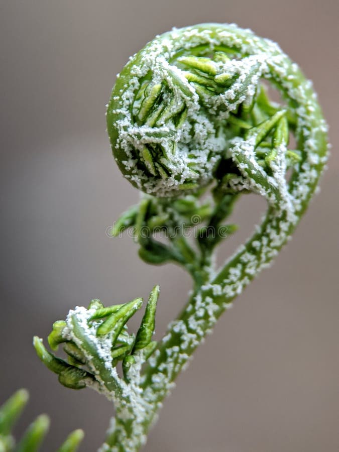 Green Color Fern Tree Shoots on Black Background Stock Photo - Image of ...