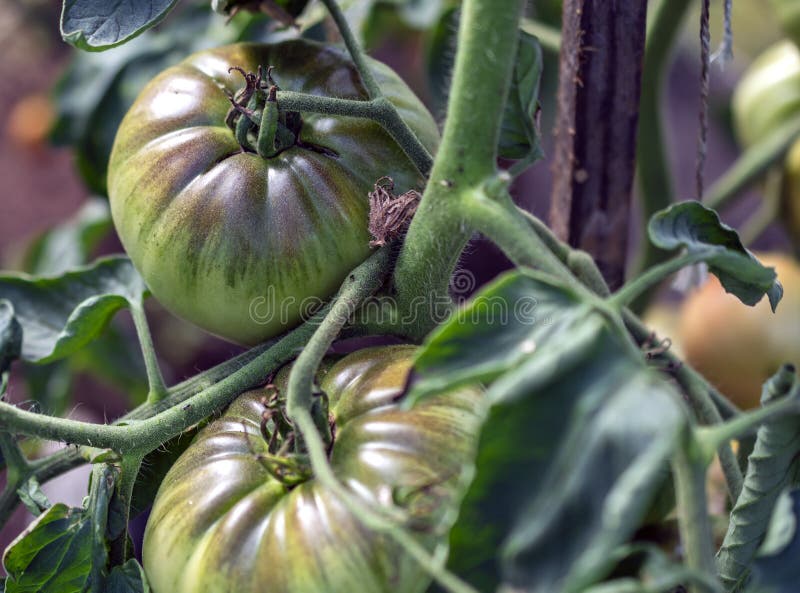 Green Color Fresh Tomatoes Growing in the Garden Stock Image - Image of ...
