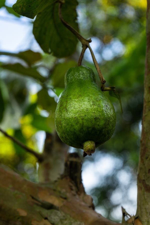 Green Color Guava Fruit Hanging on a Branch Stock Photo - Image of ...