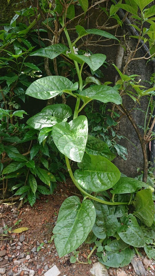 Green Color Healthy Spinach Vine Stock Photo - Image of plant, healthy ...