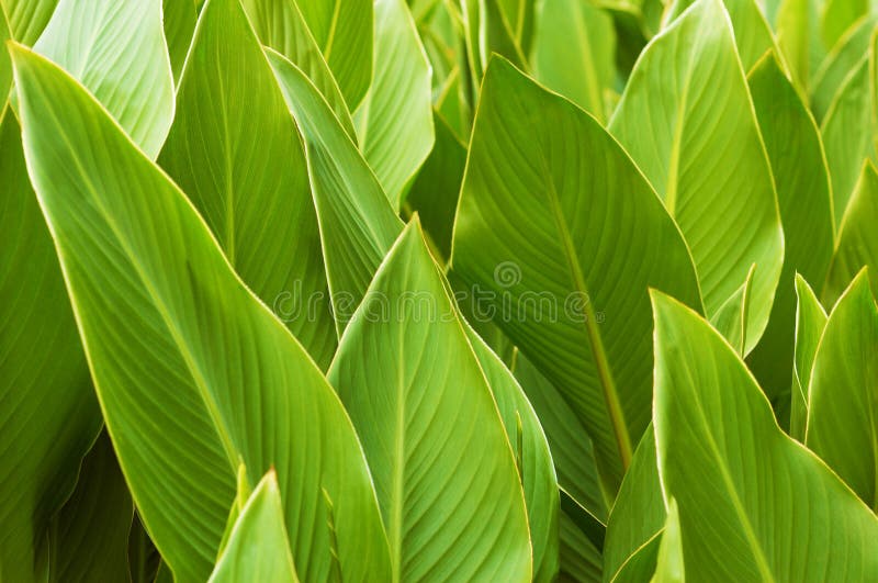 Green Color Leaves Background Shot. Stock Image - Image of pattern ...