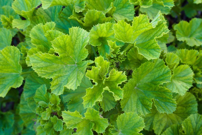 Green Color Leaves. Colorful Geranium Leaves. Stock Photo - Image of ...