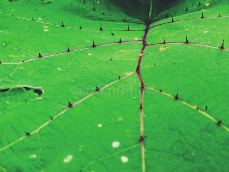 Green color leaves. thorn stock photo. Image of tropical - 96485886