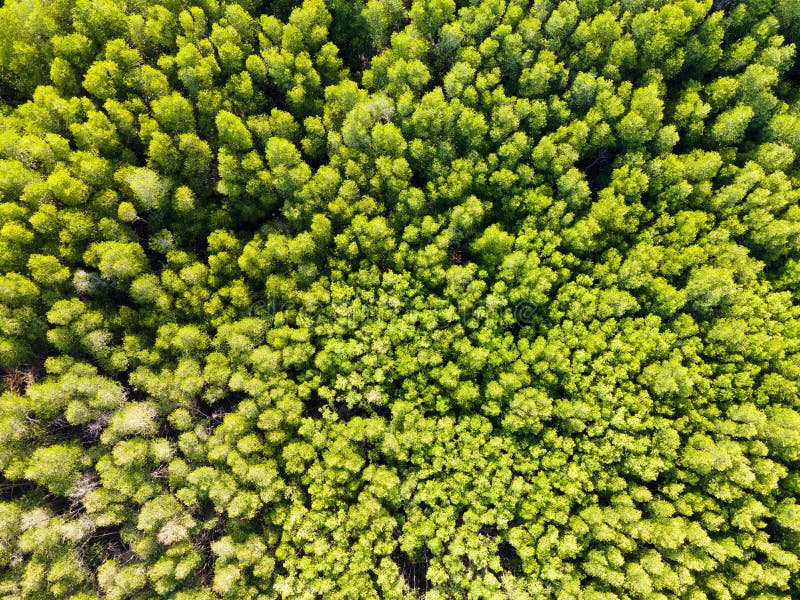 Mangrove Forest Top View Drone. Stock Photo - Image of foliage, produce ...